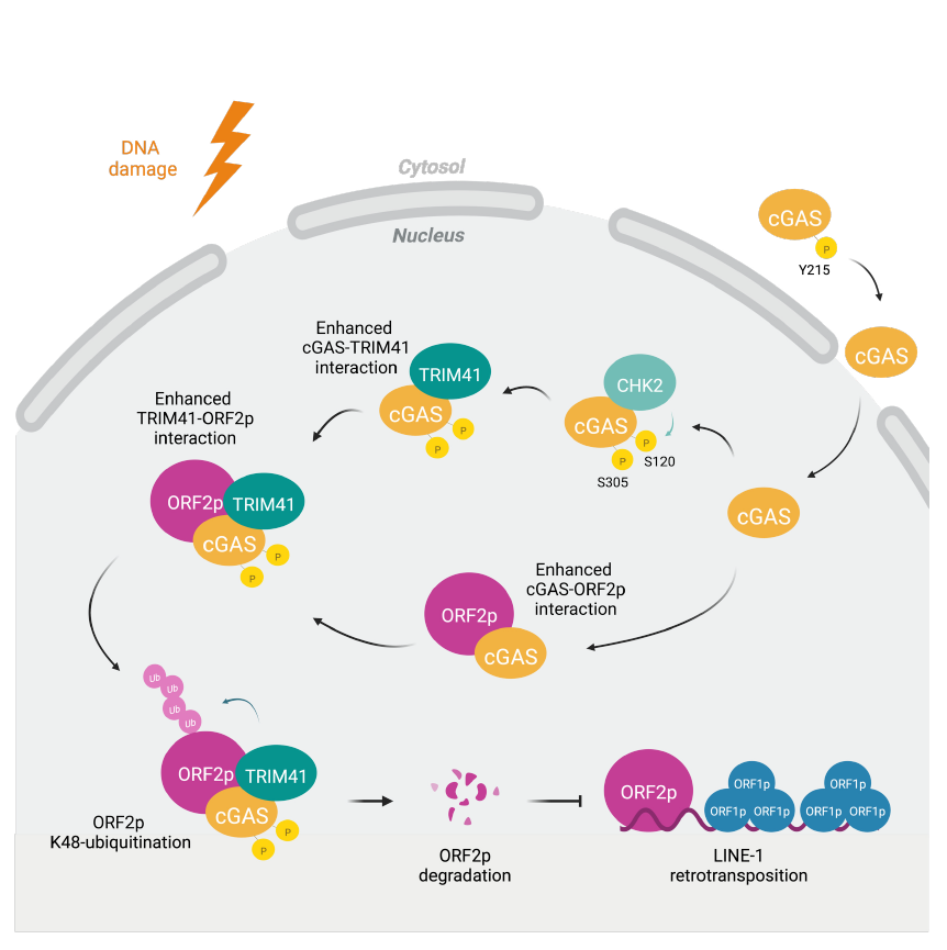 Nat. Commun. | 毛志勇团队揭示DNA损伤应答反应介导cGAS抑制LINE1逆转录转座的分子机制