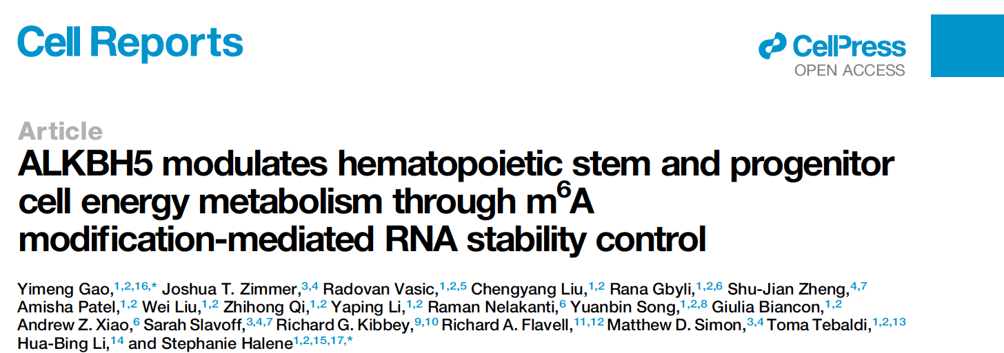 Cell Reports高义萌/Stephanie Halene团队合作揭示ALKBH5在能量代谢和压力造血中的重要作用