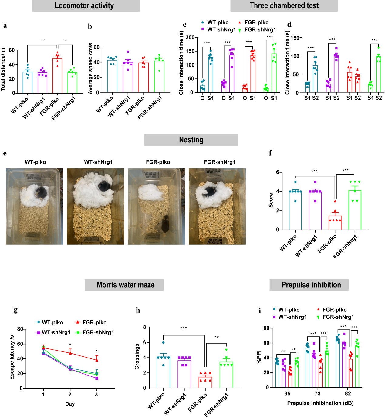 Cell Death Discovery ︱康九红团队发现NRG1有望成为宫内生长受限导致的精神分裂症的治疗新靶点