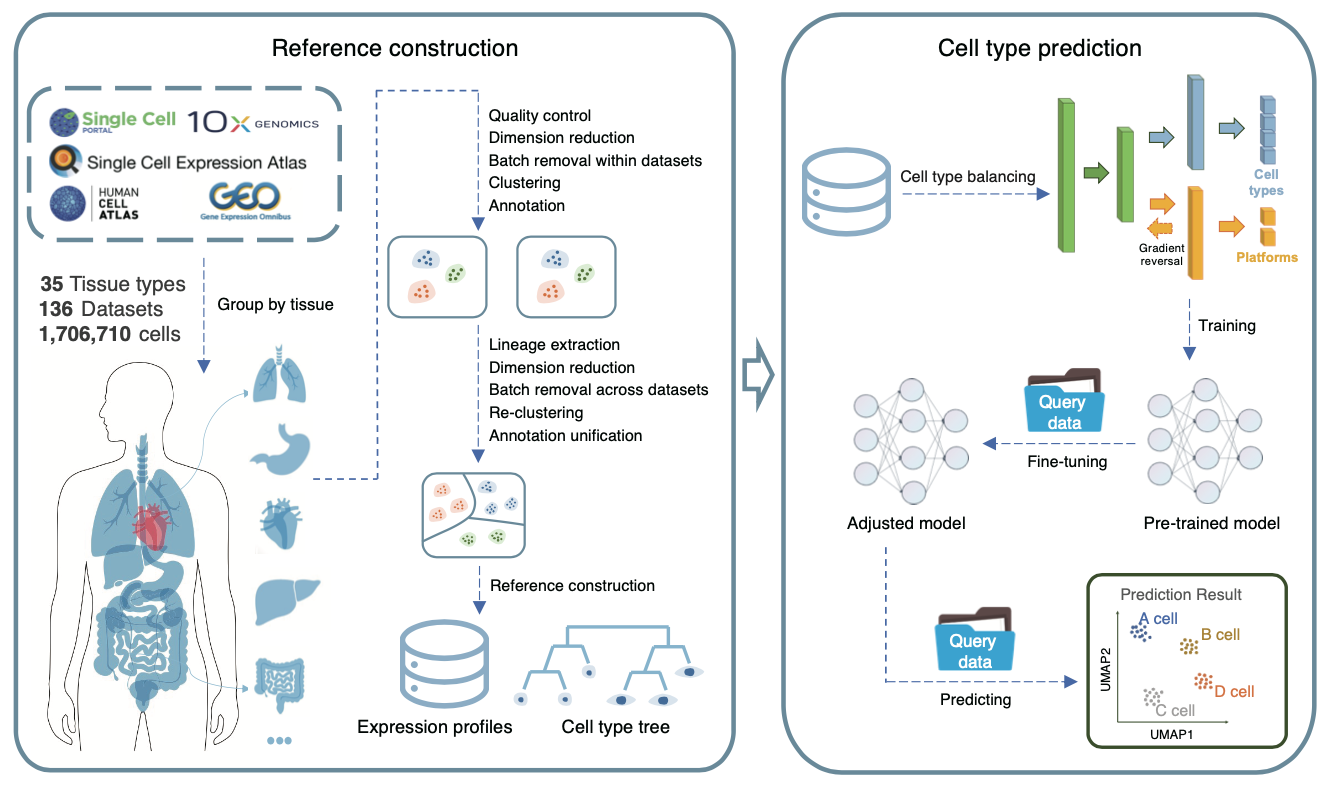Cell Reports Methods｜王晨飞团队合作开发基于人工智能和大数据整合的单细胞注释工具SELINA