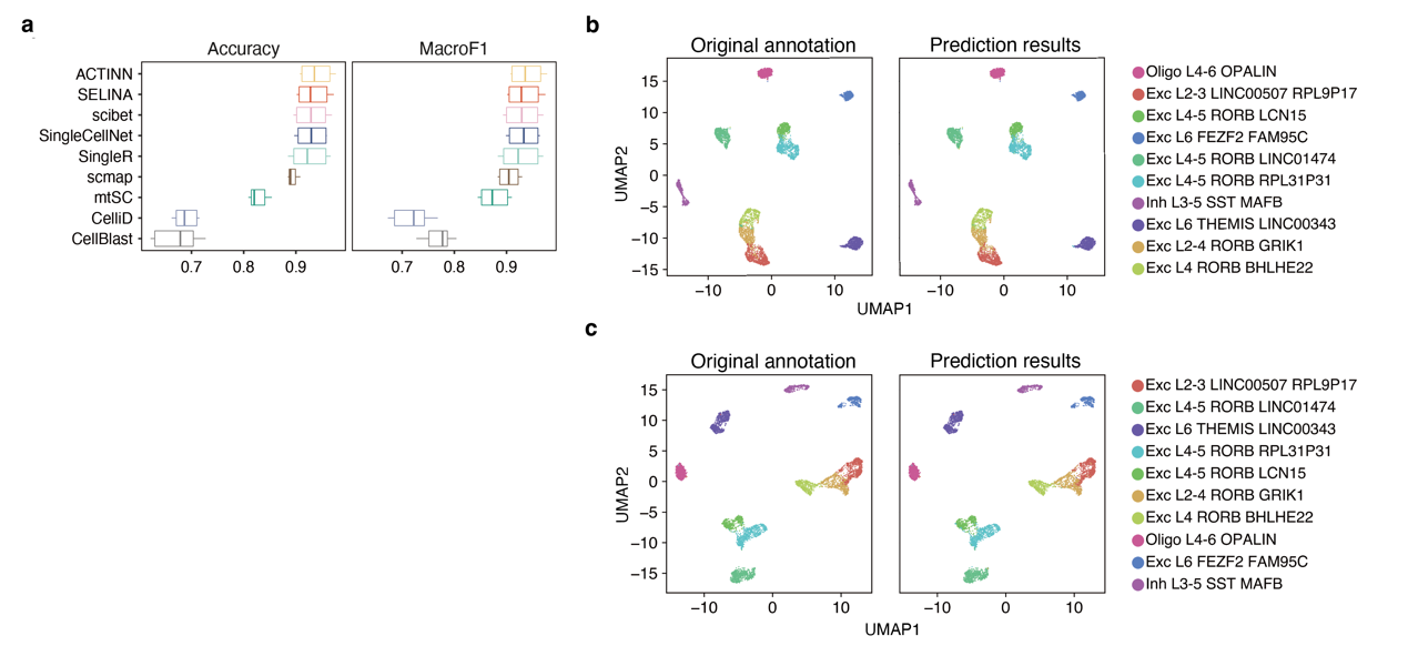 Cell Reports Methods｜王晨飞团队合作开发基于人工智能和大数据整合的单细胞注释工具SELINA