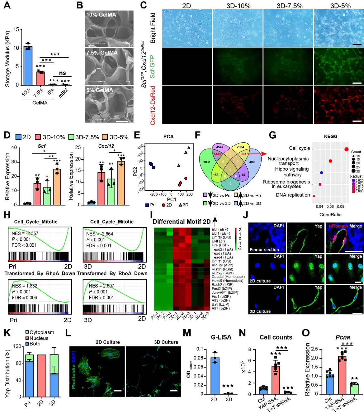 专家点评Cell Stem Cell | 岳锐课题组通过体外重塑骨髓微环境实现衰老造血干细胞年轻化