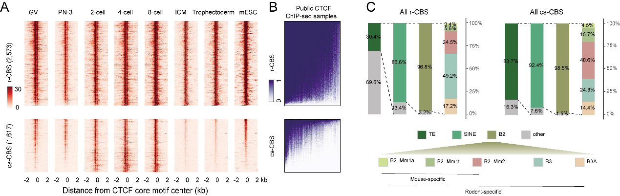 Genes & Development｜高亚威/张勇/高绍荣团队揭示CTCF在小鼠早期胚胎结合位点动态变化的内在机制
