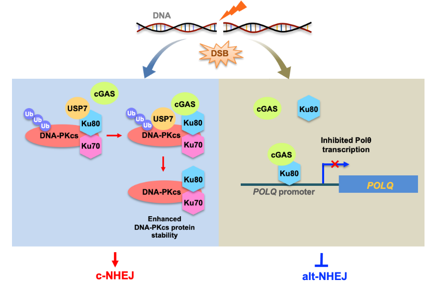 Cell Death Differ|毛志勇团队揭示DNA识别受体cGAS核内调控非同源末端连接修复的新功能