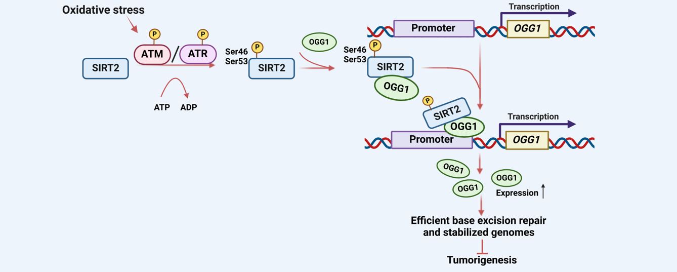 Nucleic Acids Research｜毛志勇团队揭示SIRT2在DNA损伤修复中的新功能