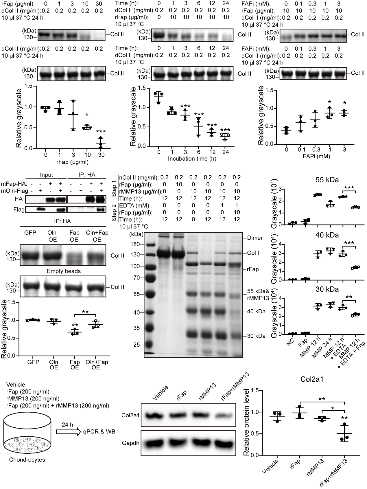 Bone Research | 岳锐/尹峰课题组合作发现抑制Fap可延缓软骨降解及骨关节炎进程